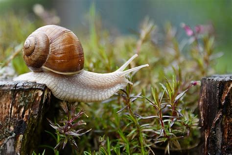 Mengenal Meme Immortal Snail Imajinasi Tentang Keabadian Dan