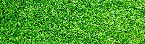 Algae In A Turf Farm