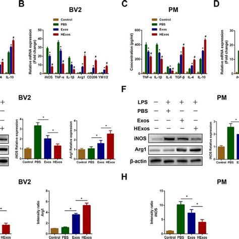 Hexos Shifted Microglia Macrophage Polarization From M1 To M2 Phenotype