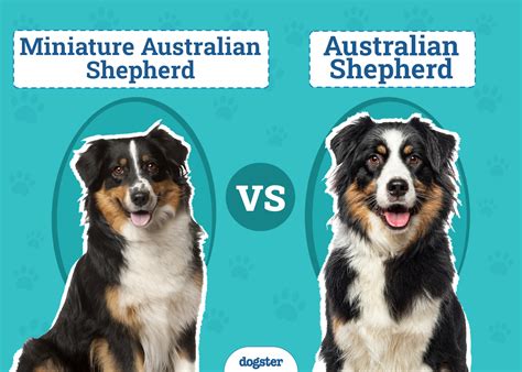 Mini Aussie Size Comparison