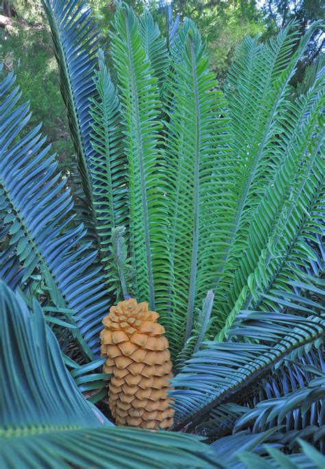 Triassic Cycads