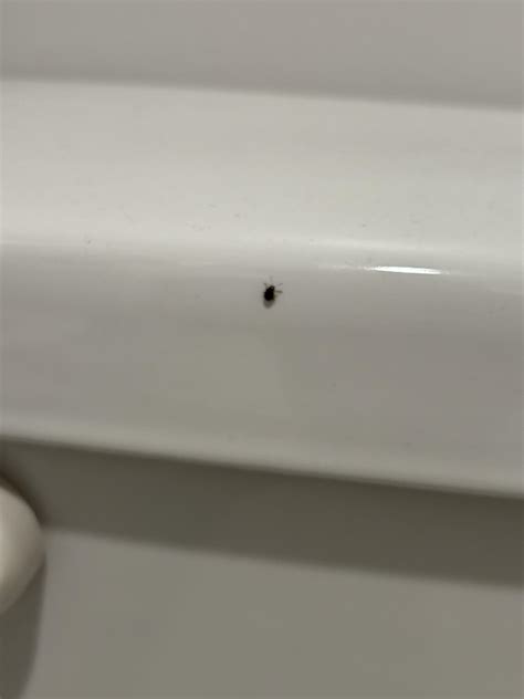 Found In Central Va R Whatisthisbug