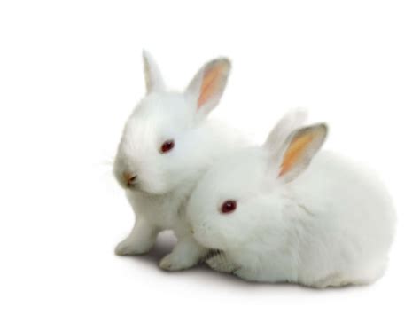 Cute White Backgrounds Hd Pixelstalk