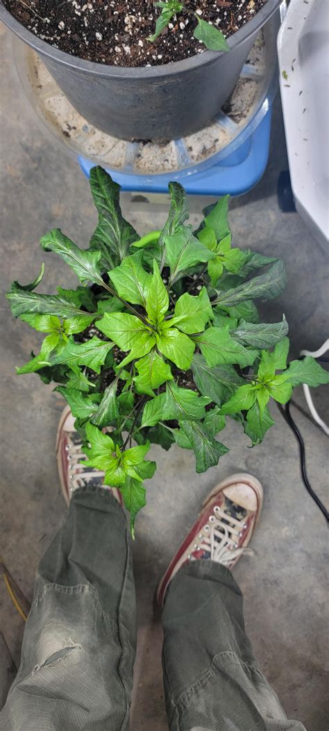 Nitrogen Toxicity Rpepperlovers