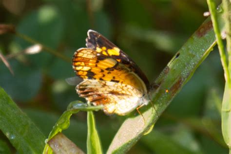 Subspecies Phyciodes Cocyta Cocyta · Inaturalist