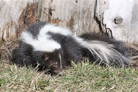 Adorable Skunk In Black And White Animal Photography
