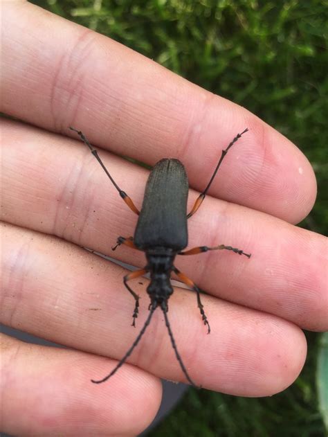 Male Root Borer Beetle I Saw On A Tree Trunk Borer Beetle Beetle