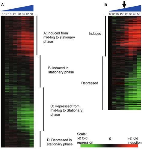 Self Organizing Maps Showing The Temporal Dependence Of Gene Expression