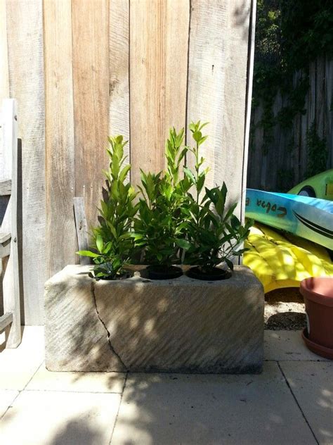 Bay Tree Hedge Outside Plants Plants Bay Tree