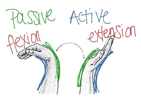 Passive And Active Insufficiency Muscle System Online Learning