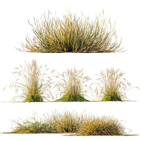 Carex Testacea Orange And Molinia Caerulea Fire Grasses 3d Model Buy