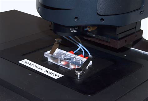 Yeast Cold Shock Microtubule Depolymerization Cherry Biotech