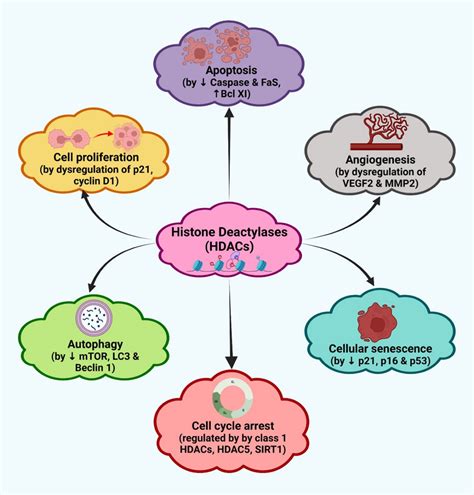 hdacs contribute to the growth and spread of cancer cells by
