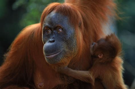 Sumatran Orangutan Critically Endangered Species Wwf