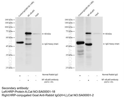 Igg Isotype Control Antibody 98136 1 Rr Proteintech 武汉三鹰生物技术有限公司