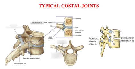Costovertebral Ligament