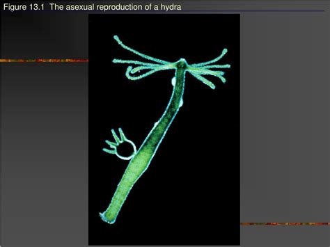 Ppt Meiosis Powerpoint Presentation Free Download Id 377151