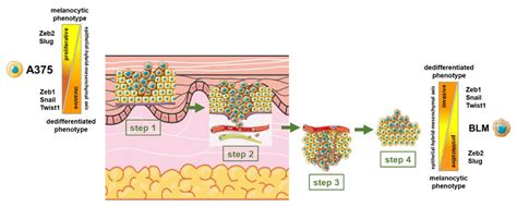 Ipilimumab The First Checkpoint Inhibitor