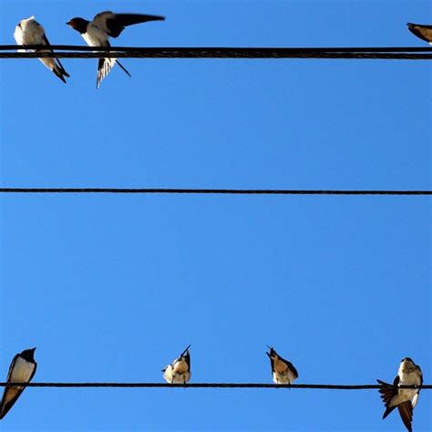 Zoobot News April 202401