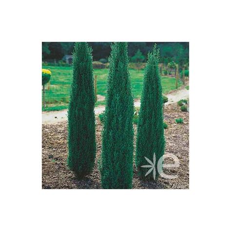 Juniperus Communis Sentinel Ctr 3l
