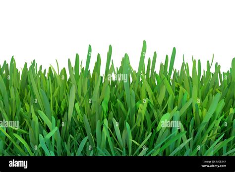 Green Grass Natural Grass Texture Background Meadow Spring Summer