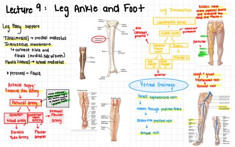 Lecture 9 Professor Ppt Notes Sciatic Nerve Lecture 9 Leg Ankle