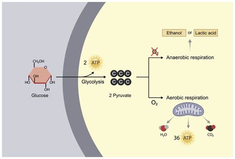 2 Hundred Cellular Respiration Fermentation Royalty Free Images Stock