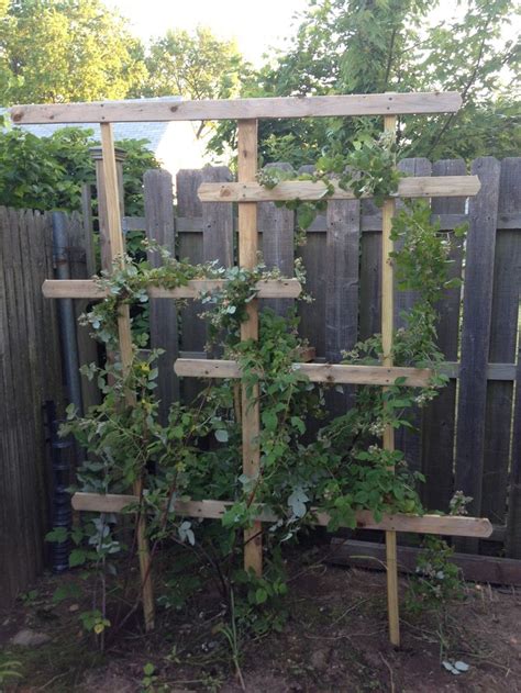 Raspberry Trellis For Small Spaces