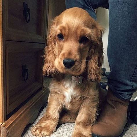 Doglost Appeal Can You Help Find Isla Harper And Rossi Artofit