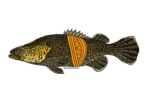 Murray Cod Decals Headwaters Art And Fly Shop