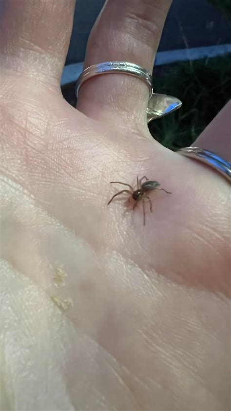 I Rescued This Spidersis From An Elevator R Spiderbro