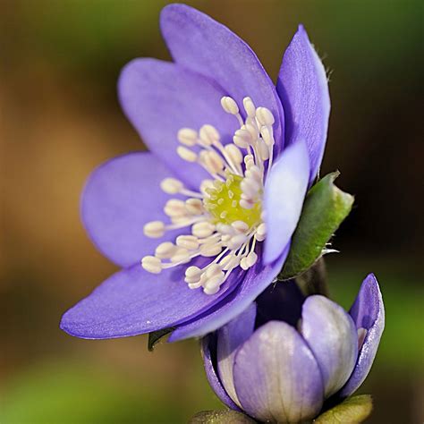 Hepatica Nobilis Leverbloempje Vaste Tuinplanten