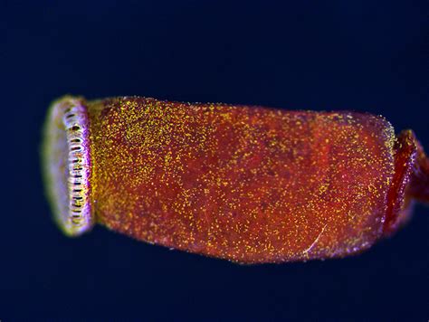 Polytrichum Juniperinum The University Of Auckland