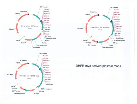 Addgene Dhfr Myc