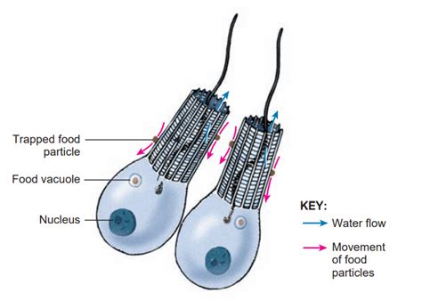 Phylum Porifera Sponges Eazybio