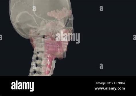 The Upper Respiratory System Or Upper Respiratory Tract Consists Of
