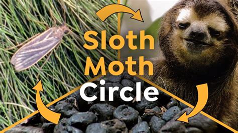 Sloth Fur Secrets How Algae Camouflage Sloths From Predators