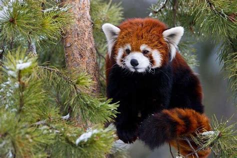 El Panda Rojo