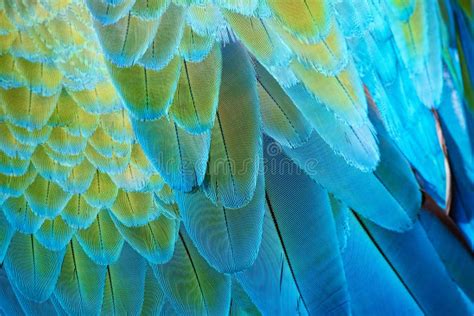 Abstract Closeup Of Blue Macaw Feather Stock Image Image Of