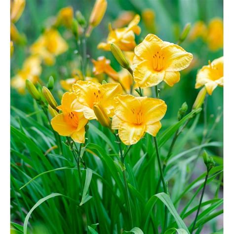 Southern Living Evergreen Stella Daylily Live Shrub In 2 5 Quart Grower