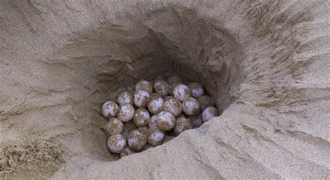 Sea Turtle Egg Pictures At Evelyn Council Blog