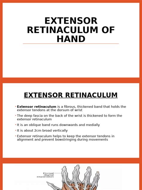 Extensor Retinaculum Of Hand Pdf