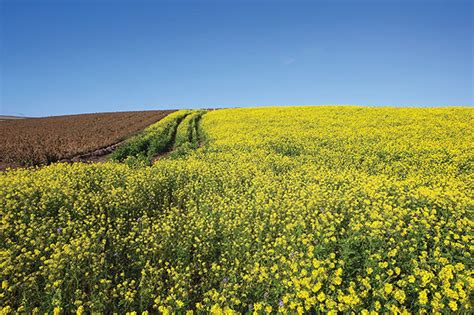 Reducing Wireworm Risk Potatoes In Canadapotatoes In Canada