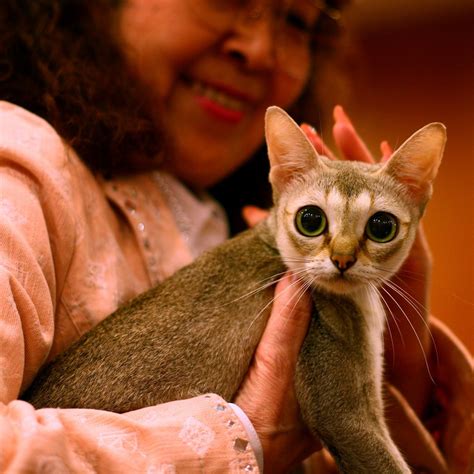 Singapura Cat Size Comparison At Cole Sherrell Blog