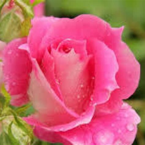 Saad A Hammad University Of Anbar Ramadi Research Profile