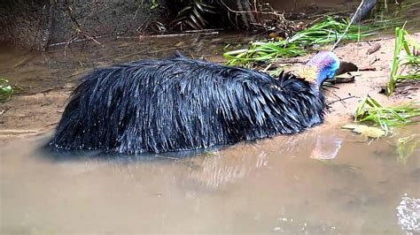 Bramston Beach Vehicle Struck Cassowary The Last Hour Of Its Life