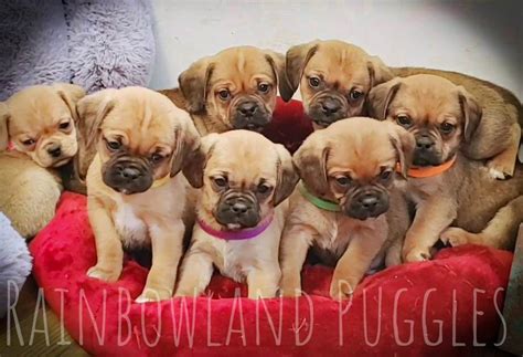 Puggle Puppies