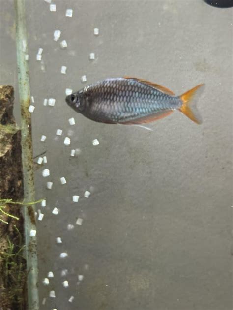 Rainbow Fish Diseases