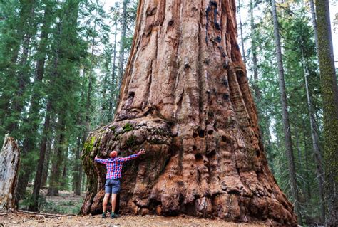 10 Amazing Things To Do At Sequoia National Forest Ca