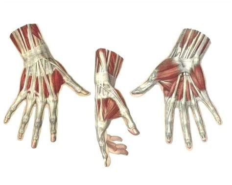 Hand Arm Muscle Reference Human Hand Anatomy Hand Muscles Anatomy